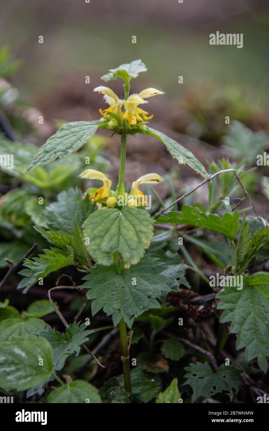 Yellow Dead Nettle Stock Photos & Yellow Dead Nettle Stock Images - Alamy