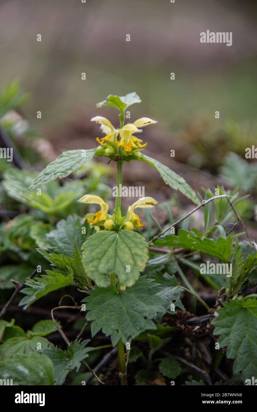 Dead nettle with yellow flowers on the edge of the forest Stock Photo ...
