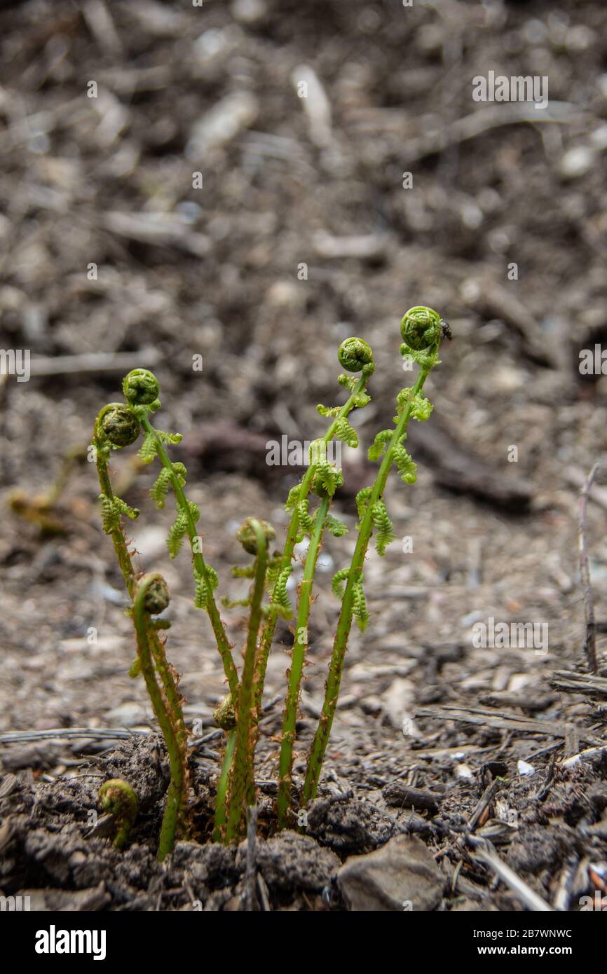 young fern plants with rolled up shoots Stock Photo - Alamy