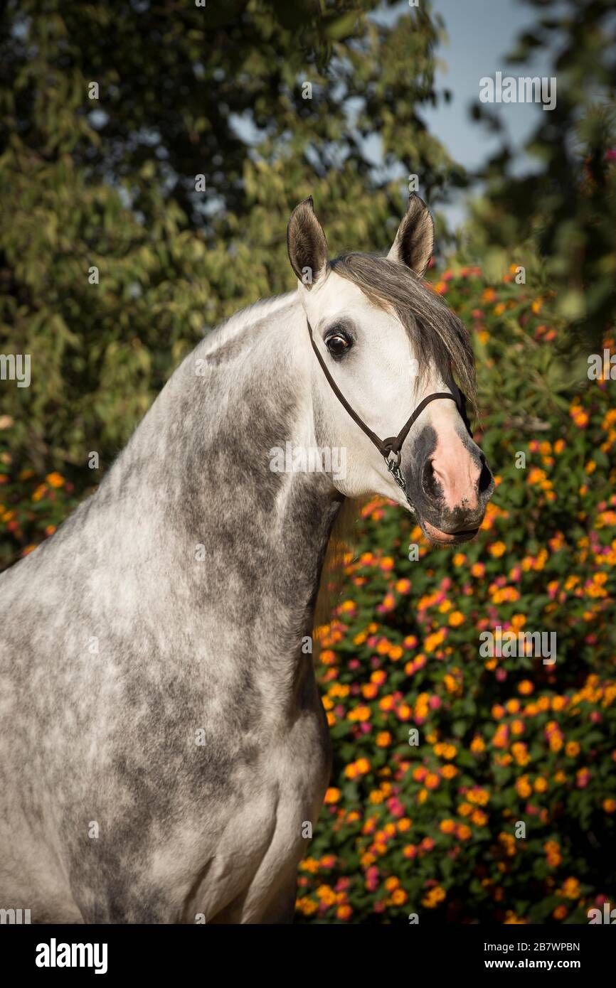 Spanish stallion in front of flowers in portrait, Andalusia, Spain ...