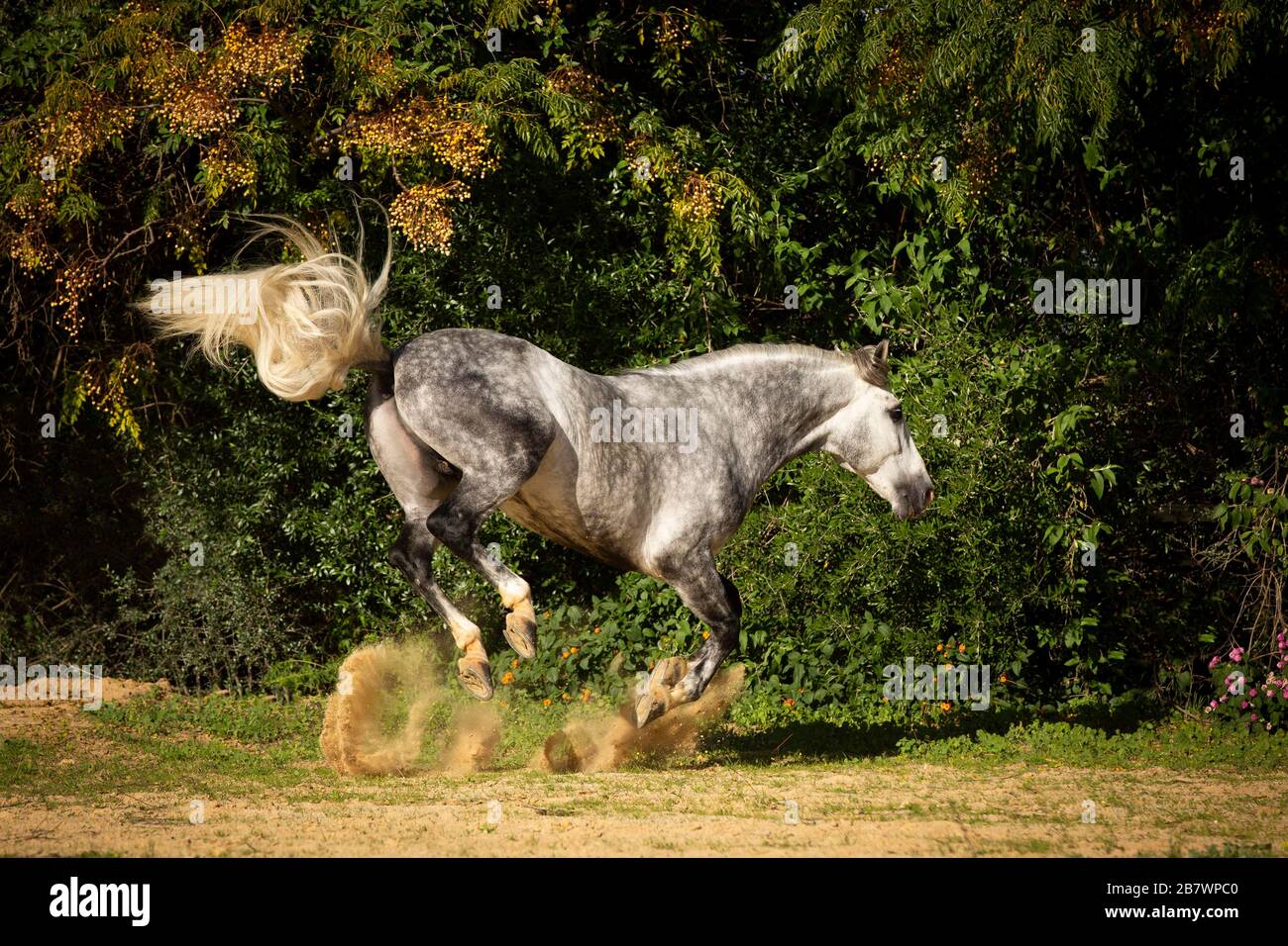 Spanish stallion at buck, Andalusia, Spain Stock Photo - Alamy