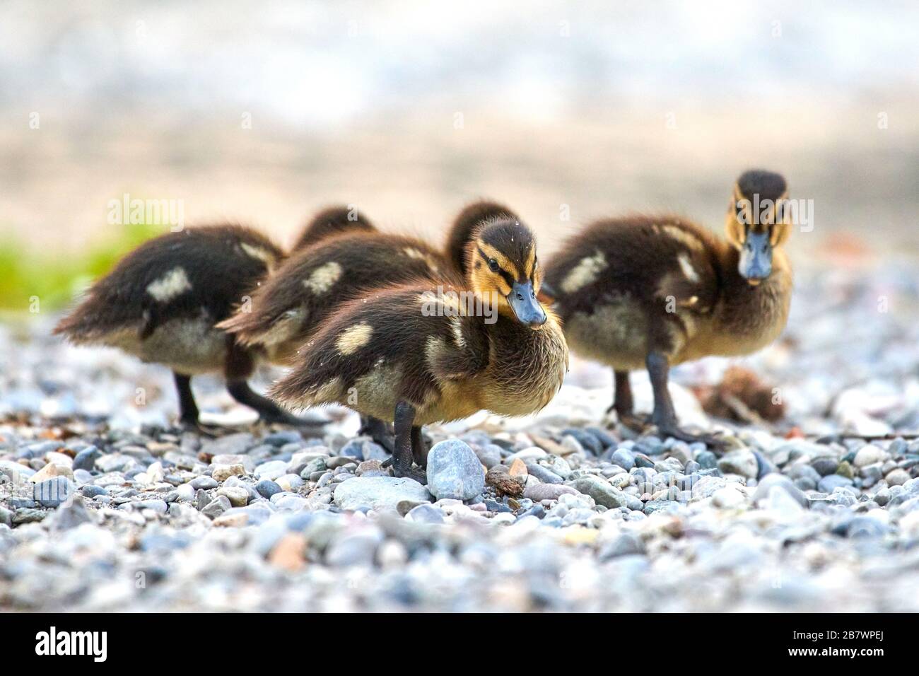 Lots of little ducklings are playing on the riverbank Stock Photo - Alamy
