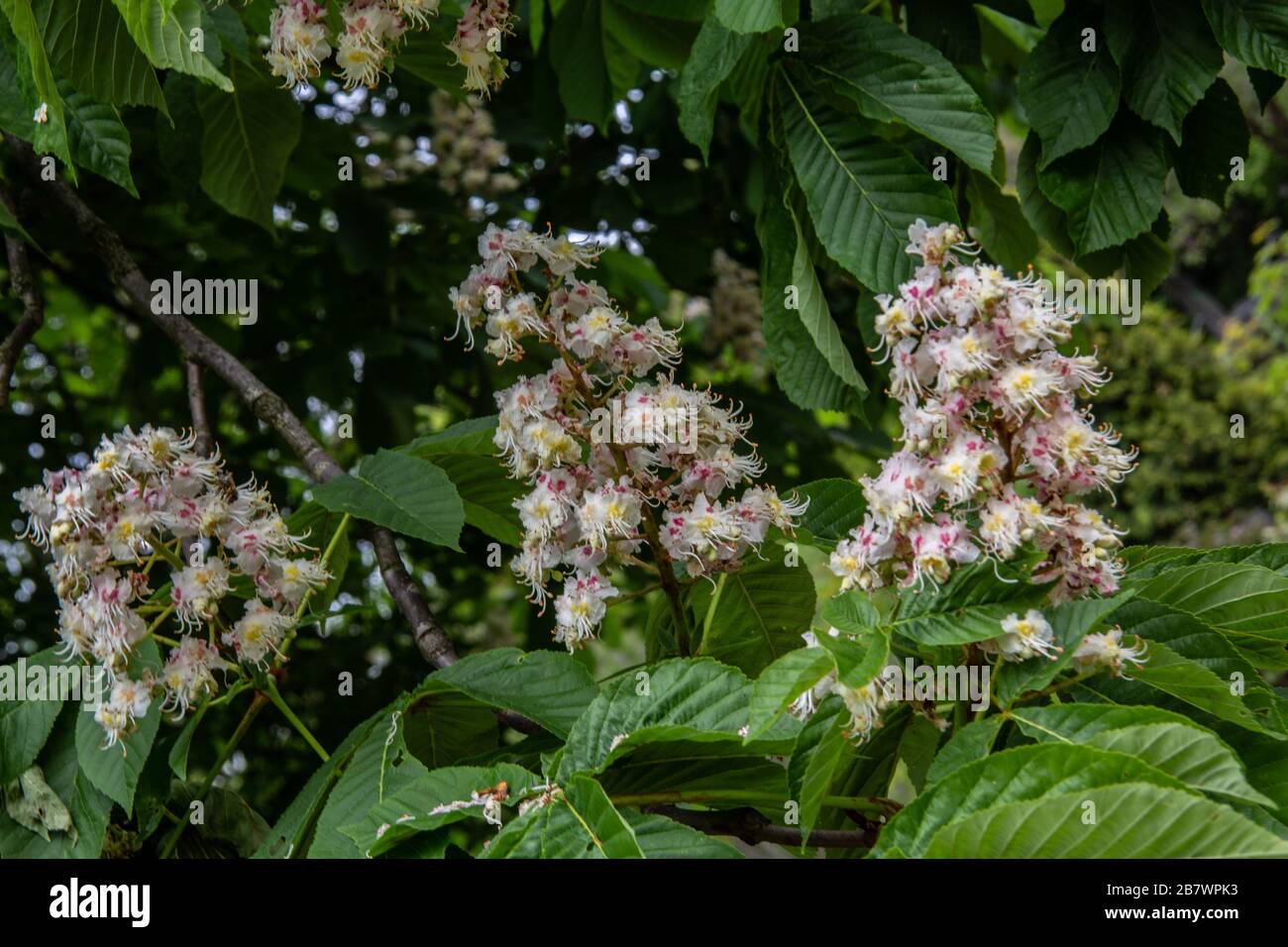 Chestnut tree in bloom with upright inflorescences Stock Photo - Alamy