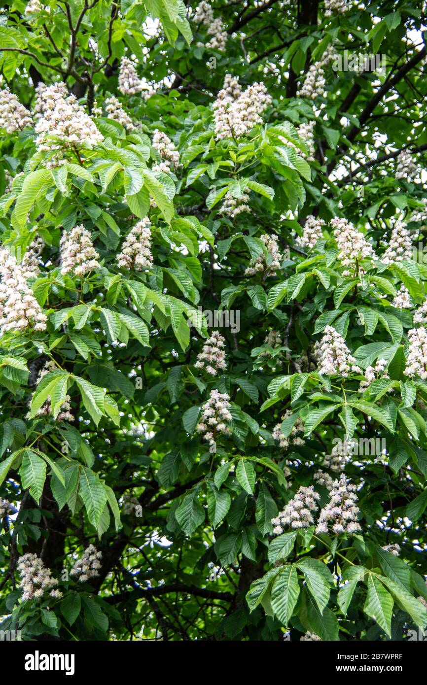 Chestnut tree in bloom with upright inflorescences Stock Photo - Alamy