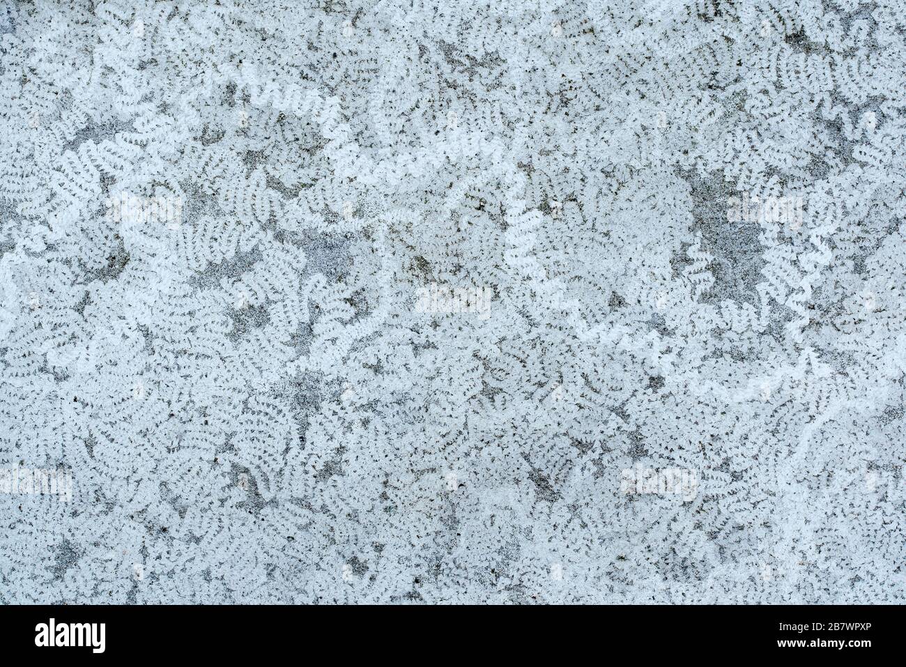 Snail tracks hi-res stock photography and images - Alamy