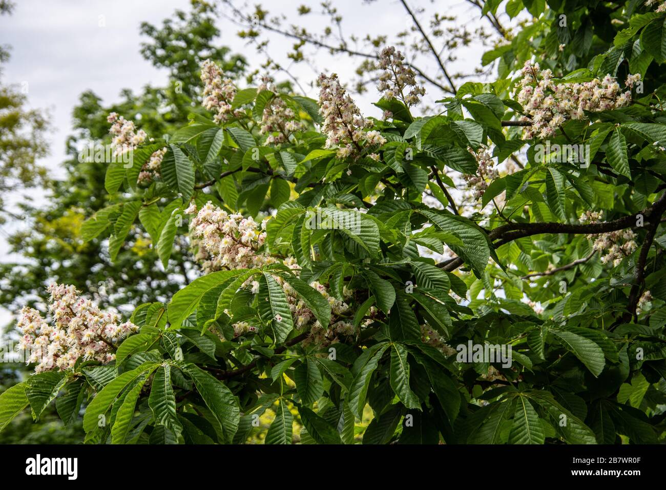 Chestnut tree in bloom with upright inflorescences Stock Photo - Alamy
