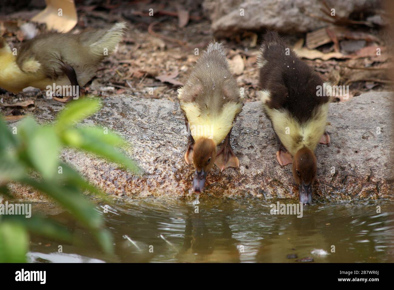 Happy kids swimming in lake hi-res stock photography and images - Alamy
