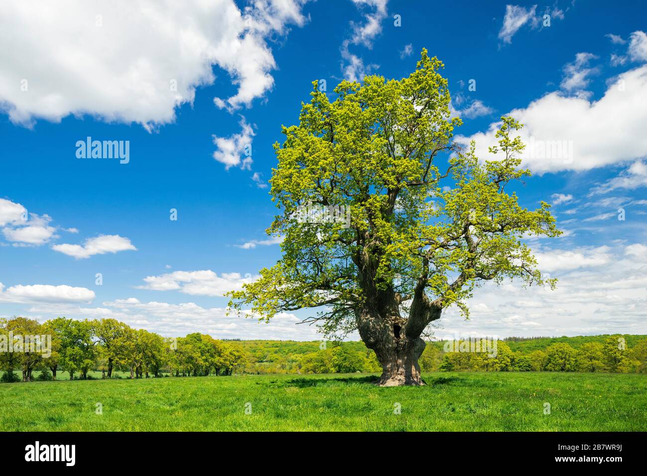 Meadow with old gnarled solitary oak (Quercus robur) in spring under a ...