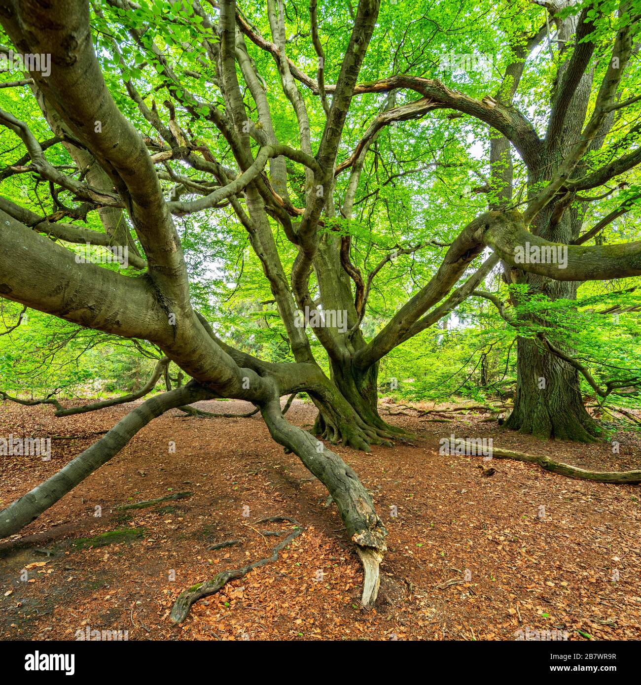 Giant intergrown beech fagus sylvatica hi-res stock photography and ...