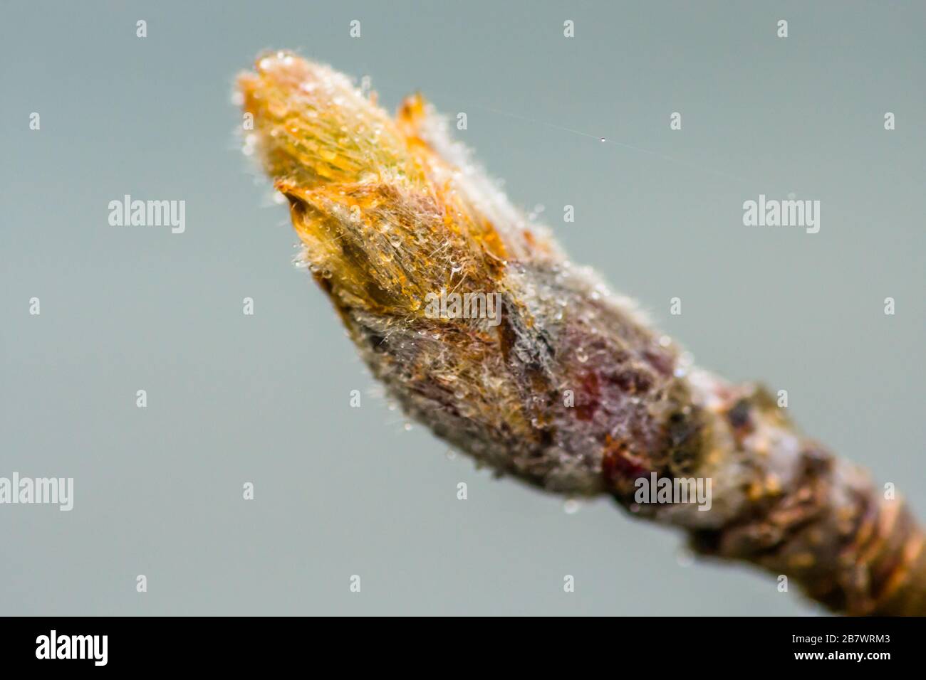 Rowan tree Sorbus aucuparia leaf buds Stock Photo - Alamy