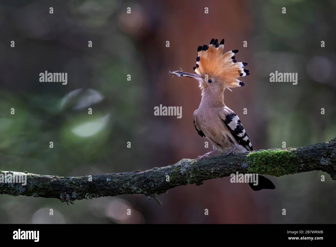Hoopoe upupa epops with blue winged grasshopper oedipoda caerulescens ...