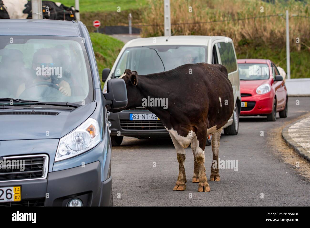 Cow Through Window High Resolution Stock Photography and Images - Alamy