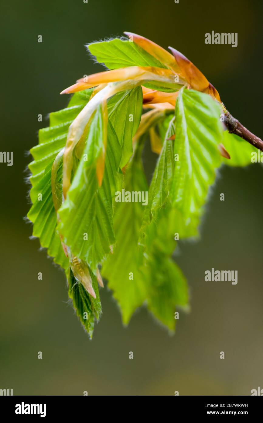 Common beech leaves hi-res stock photography and images - Alamy