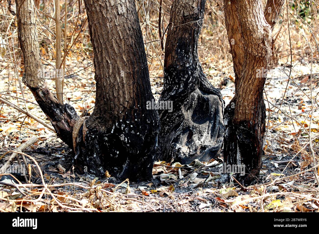Tree forest after the fire Pollution, Global warming Stock Photo - Alamy