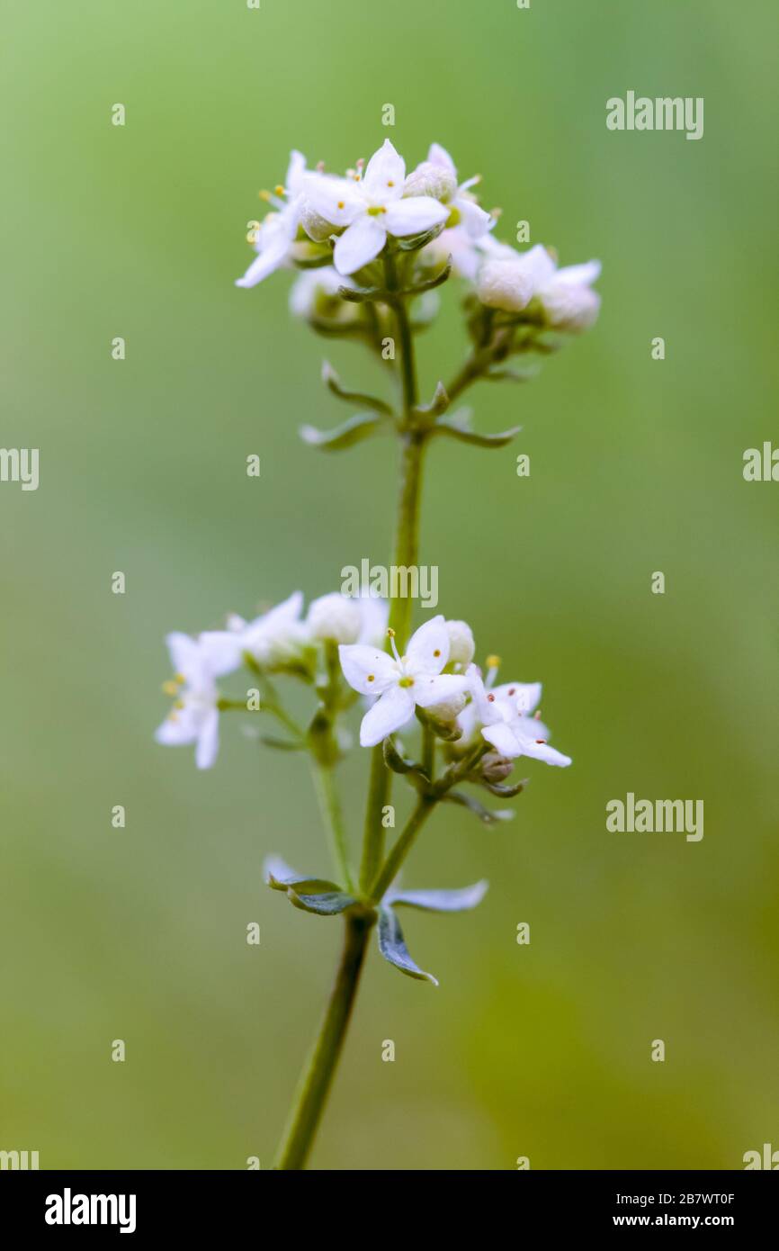 Heath bedstraw, Galium saxatile white flowers Stock Photo - Alamy