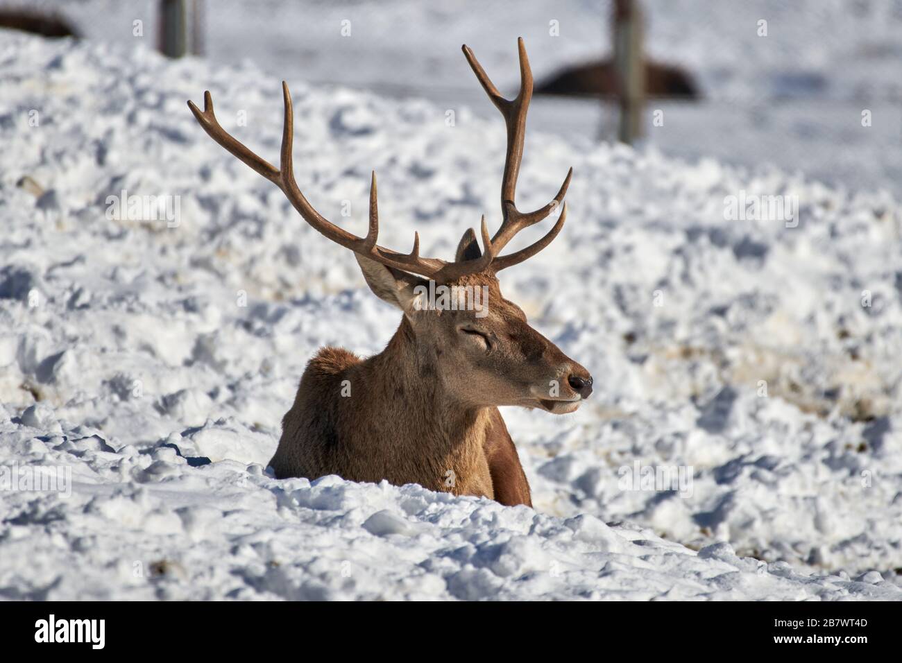 European deer romania hi-res stock photography and images - Alamy
