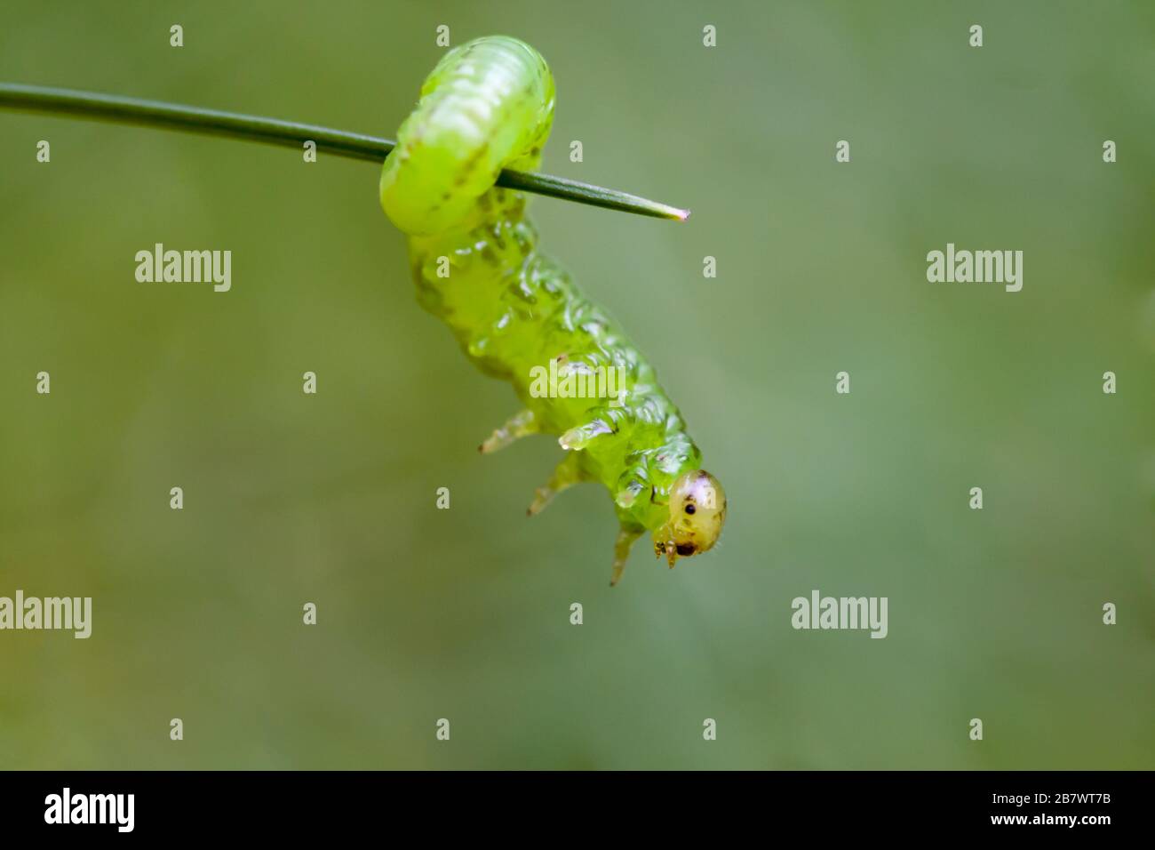 Sawfly larvae hi-res stock photography and images - Alamy