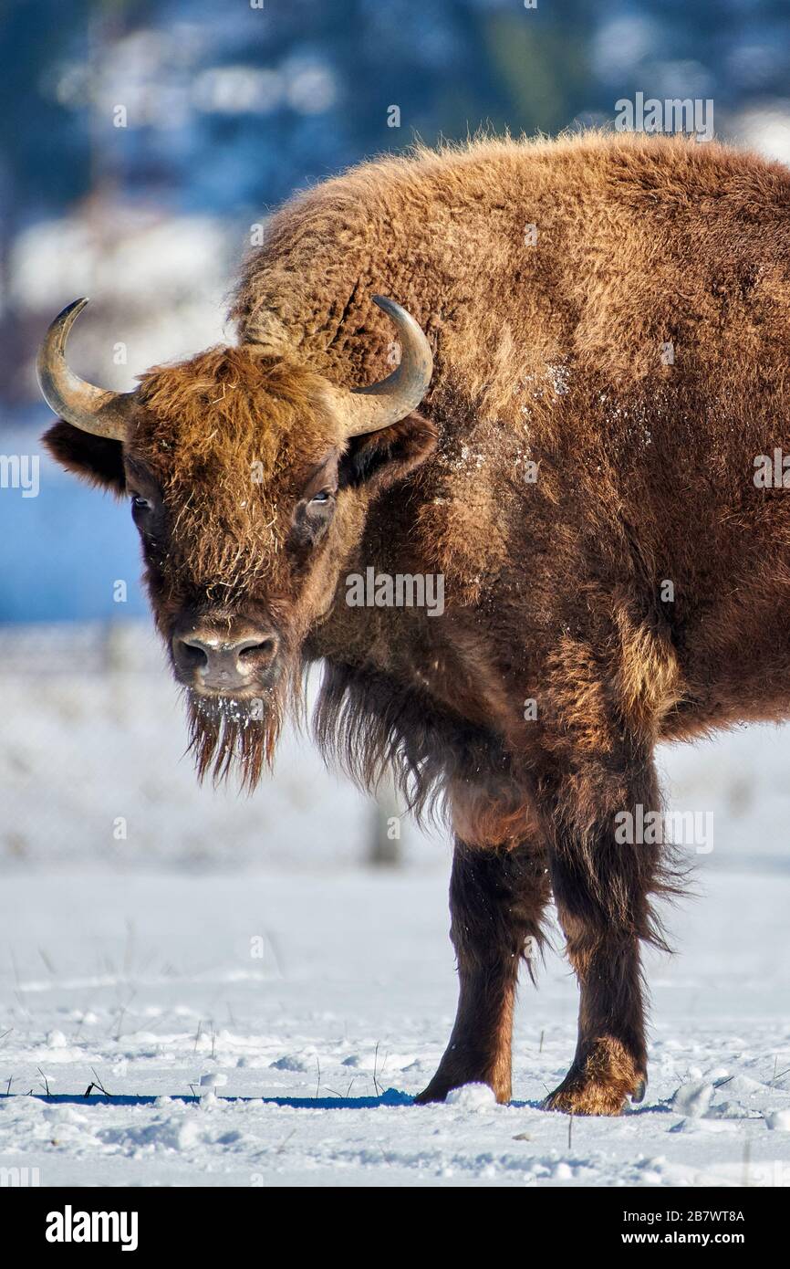 European Bison (Bison bonasus)Wisent European herbivore in nature in ...