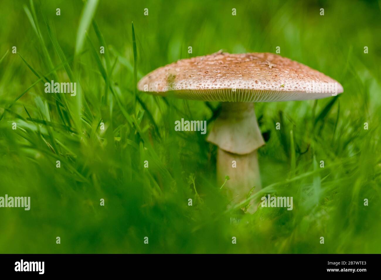 Panther cap Amanita pantherina mushroom also known as the False blusher ...