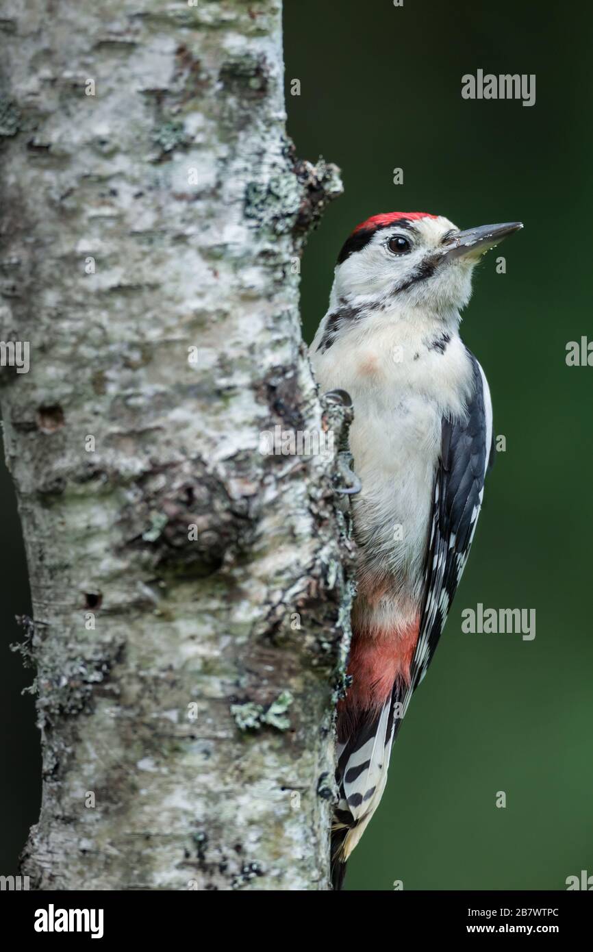 Great spotted woodpeckers scotland hi-res stock photography and images ...