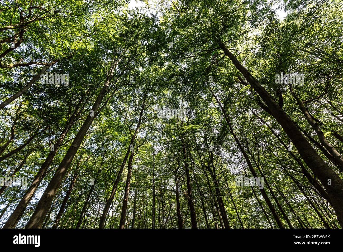 Forest with paths and trees for relaxation Stock Photo - Alamy
