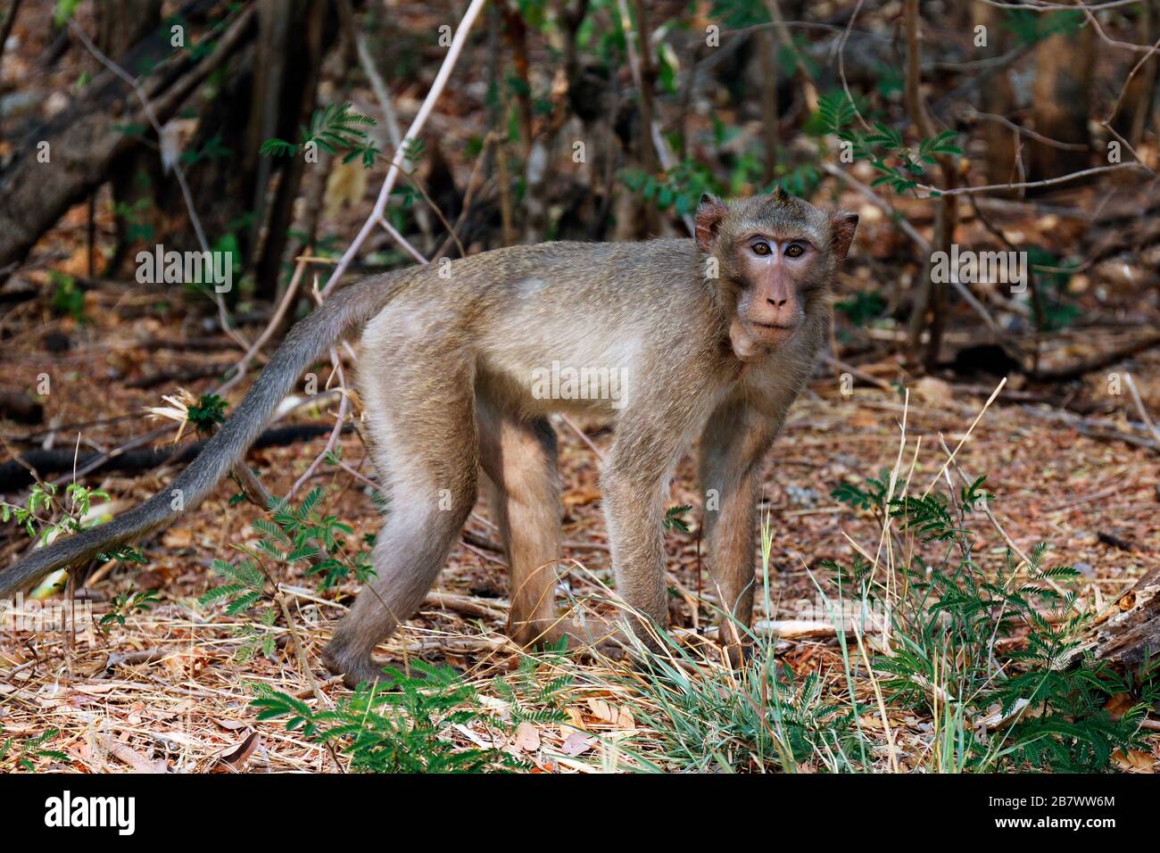 Monkeys walk in the wild Stock Photo - Alamy