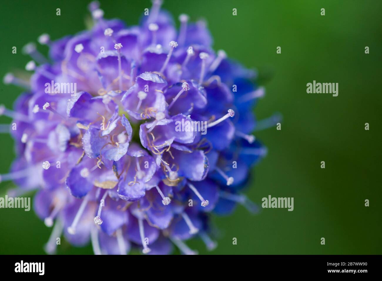 Wildflower perennials hi-res stock photography and images - Alamy