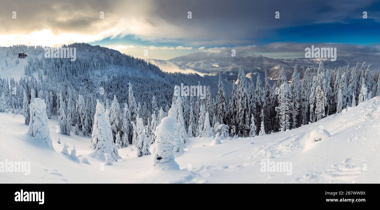 Panoramic view of the winter landscape, Pine forest covered in snow on ...