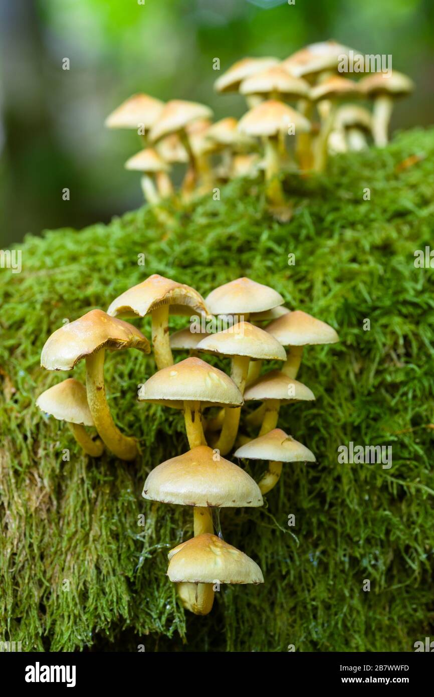 Sulphur tuft Hypholoma fasciculare mushroom growing in beech woodland ...
