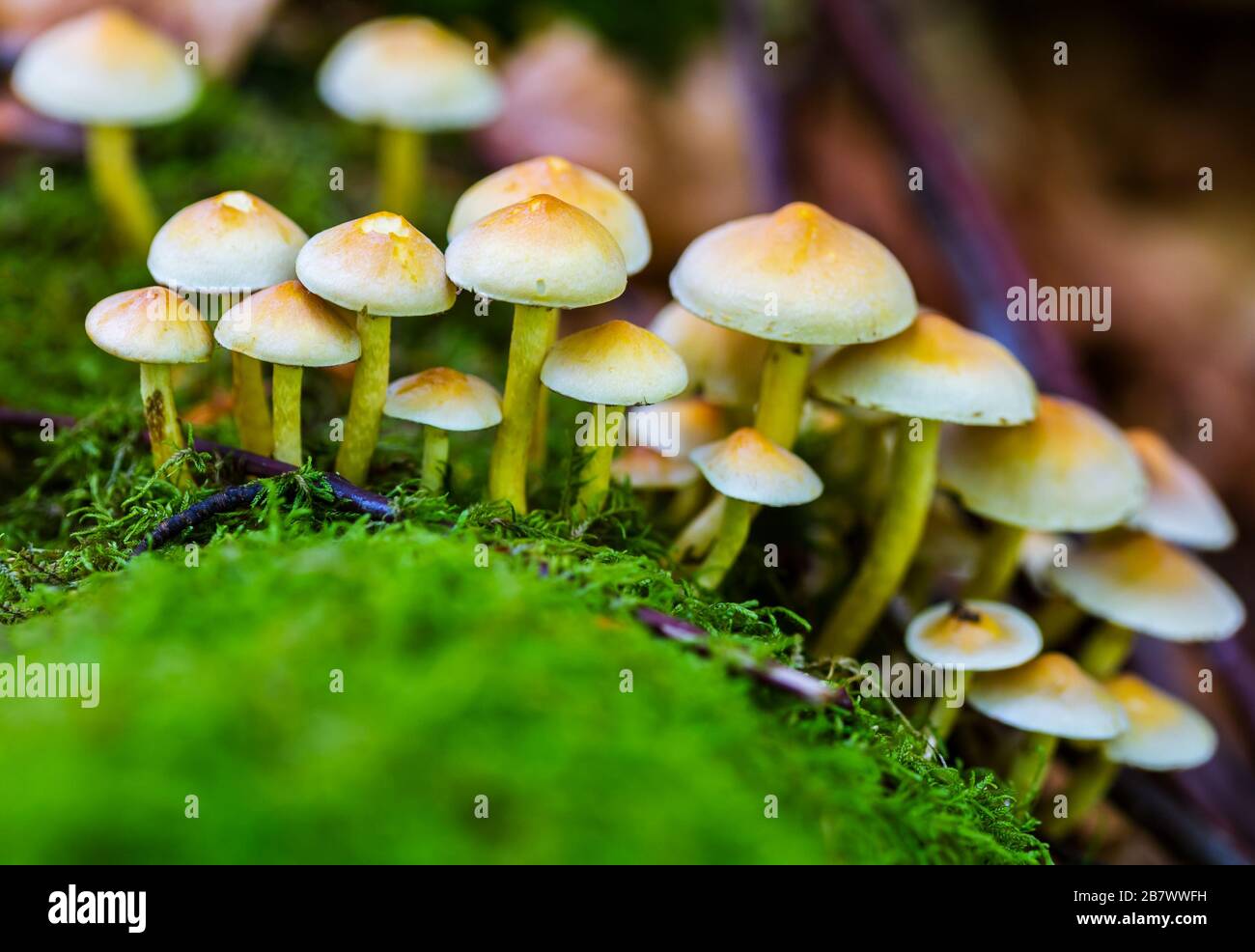 Sulphur tuft Hypholoma fasciculare mushroom growing in beech woodland ...