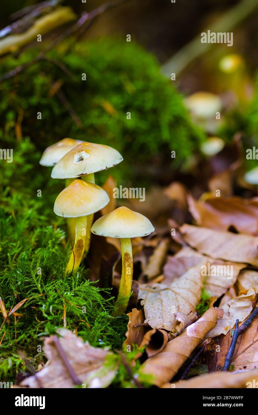 Sulphur tuft Hypholoma fasciculare mushroom growing in beech woodland ...