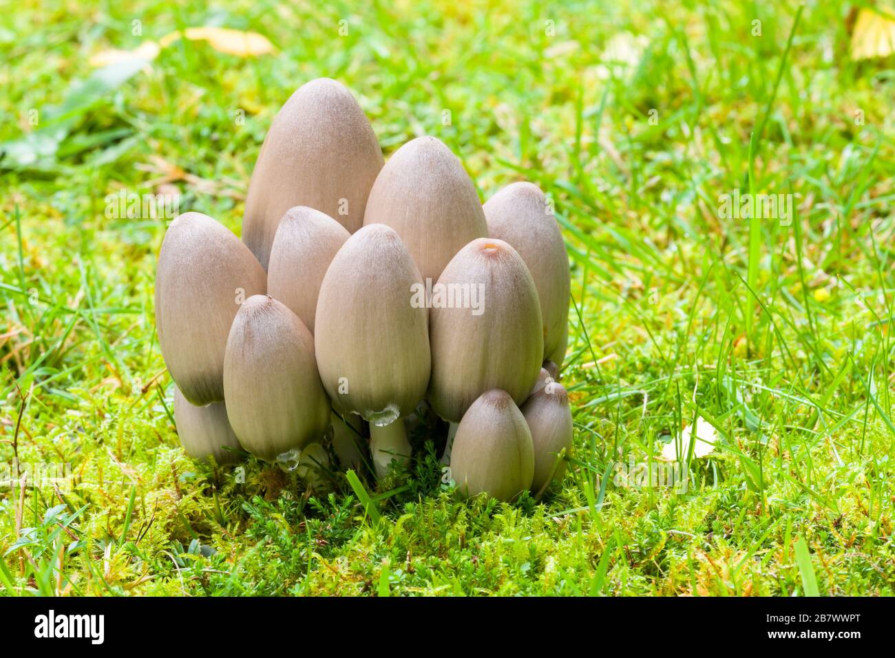 Black mushroom toadstool fungi hi-res stock photography and images - Alamy