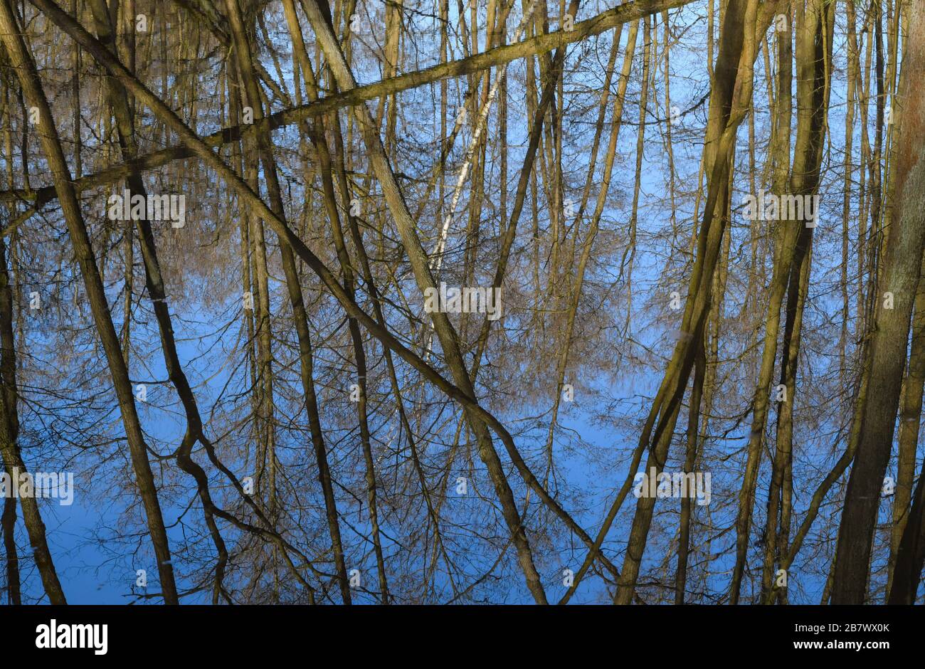 Lietzen, Germany. 14th Mar, 2020. Bare alders are reflected in the ...