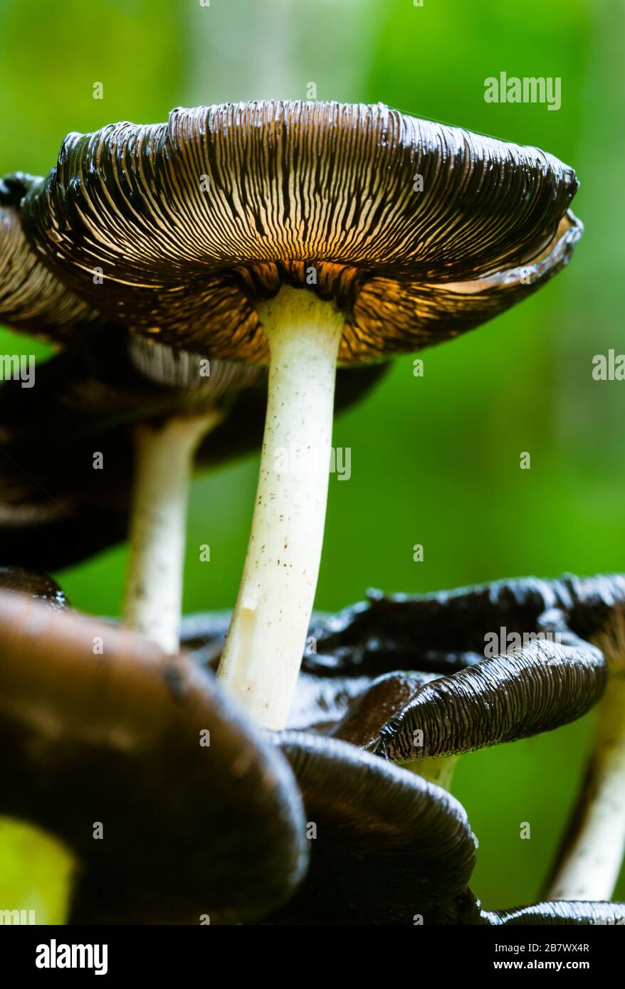Common ink cap hi-res stock photography and images - Alamy