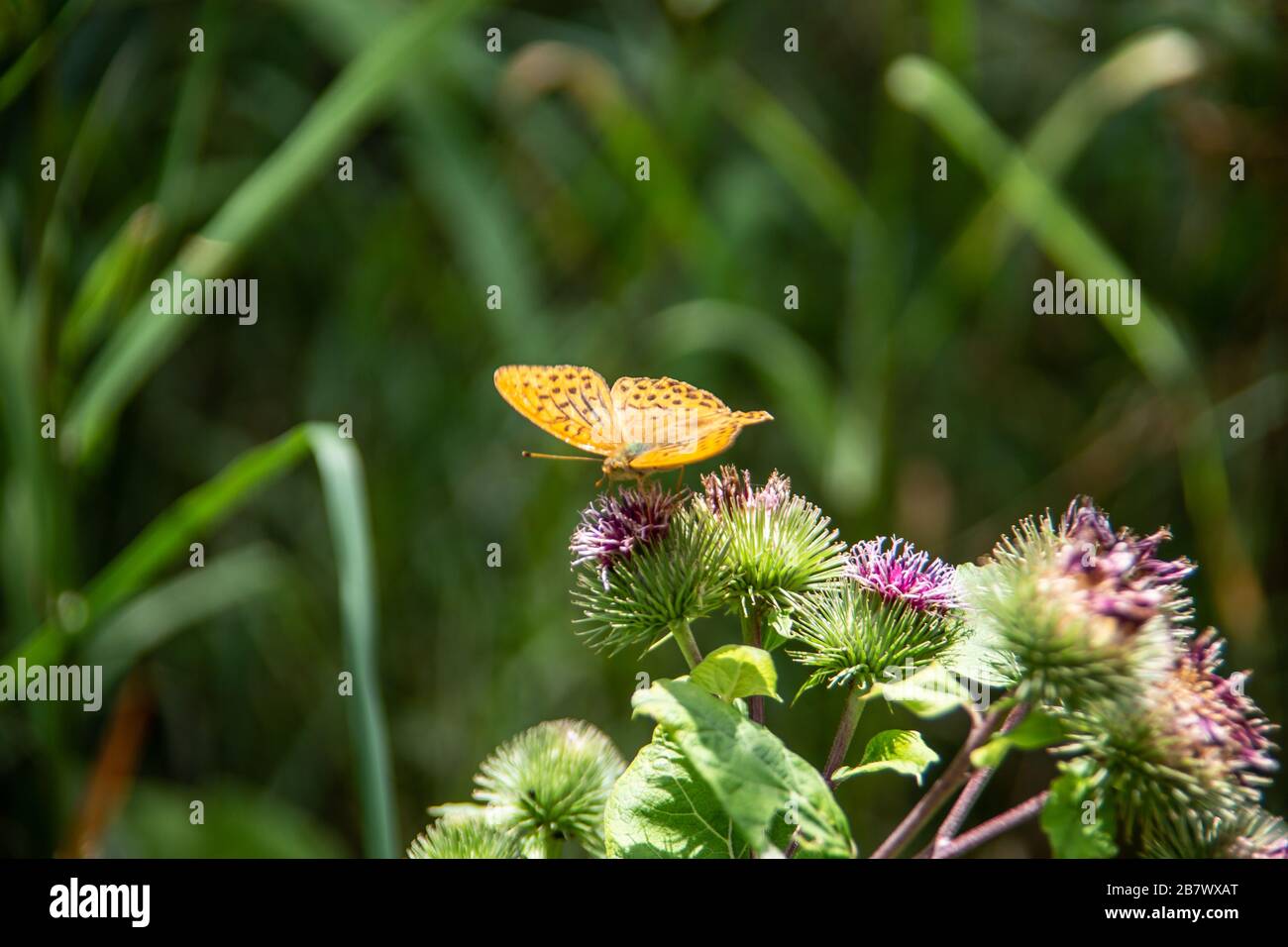 Velcro weed hi-res stock photography and images - Alamy