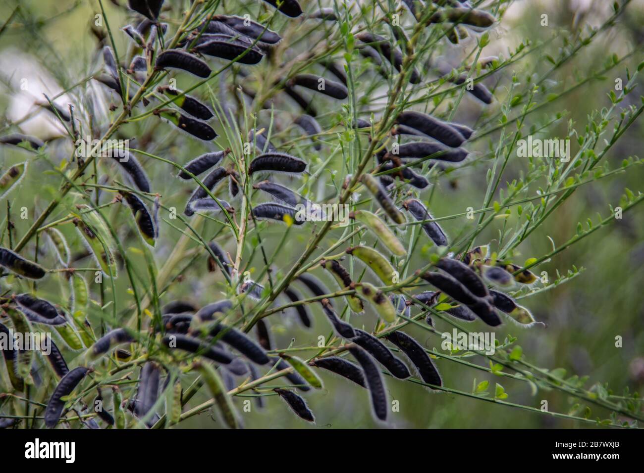 Broom with ripe seed pods Stock Photo - Alamy