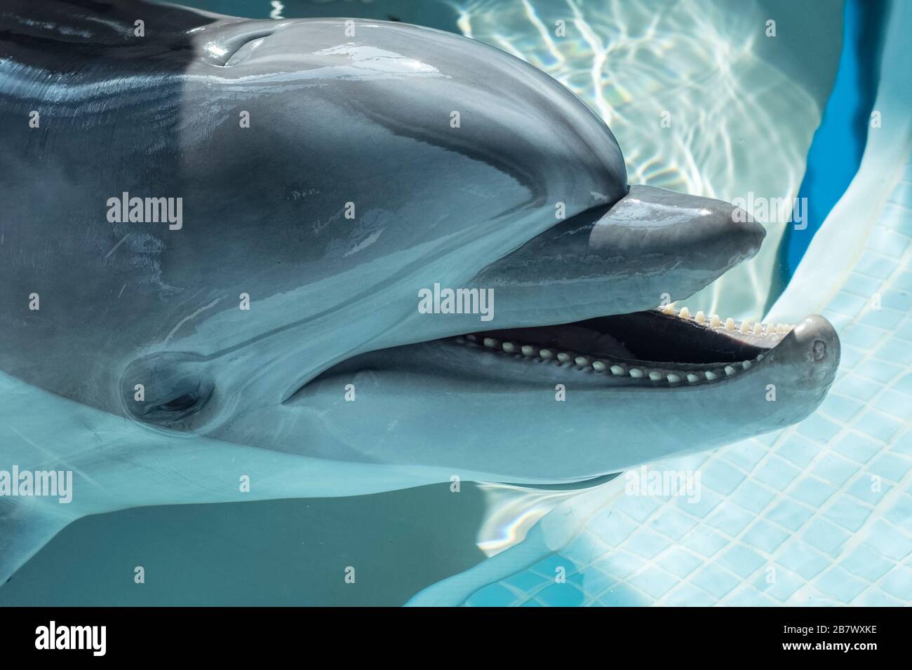 Dolphin head hi-res stock photography and images - Alamy