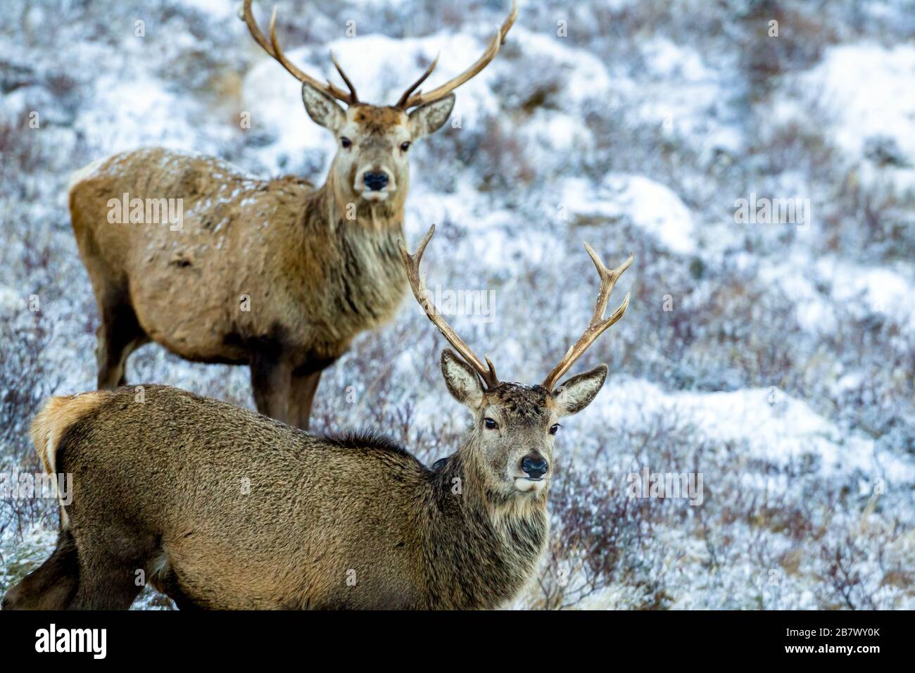 Group stag deer scotland highlands hi-res stock photography and images ...