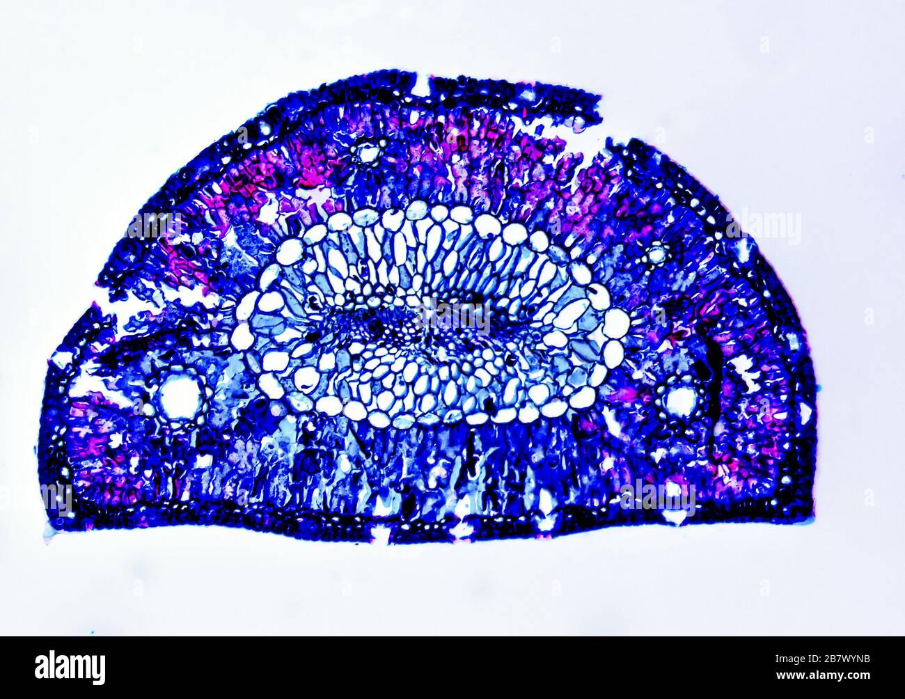 microscopic view of conifer needle - cross section Stock Photo - Alamy