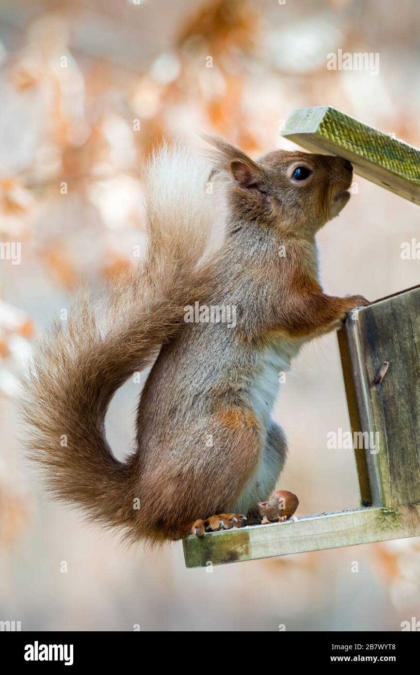 Male squirrel hi-res stock photography and images - Alamy