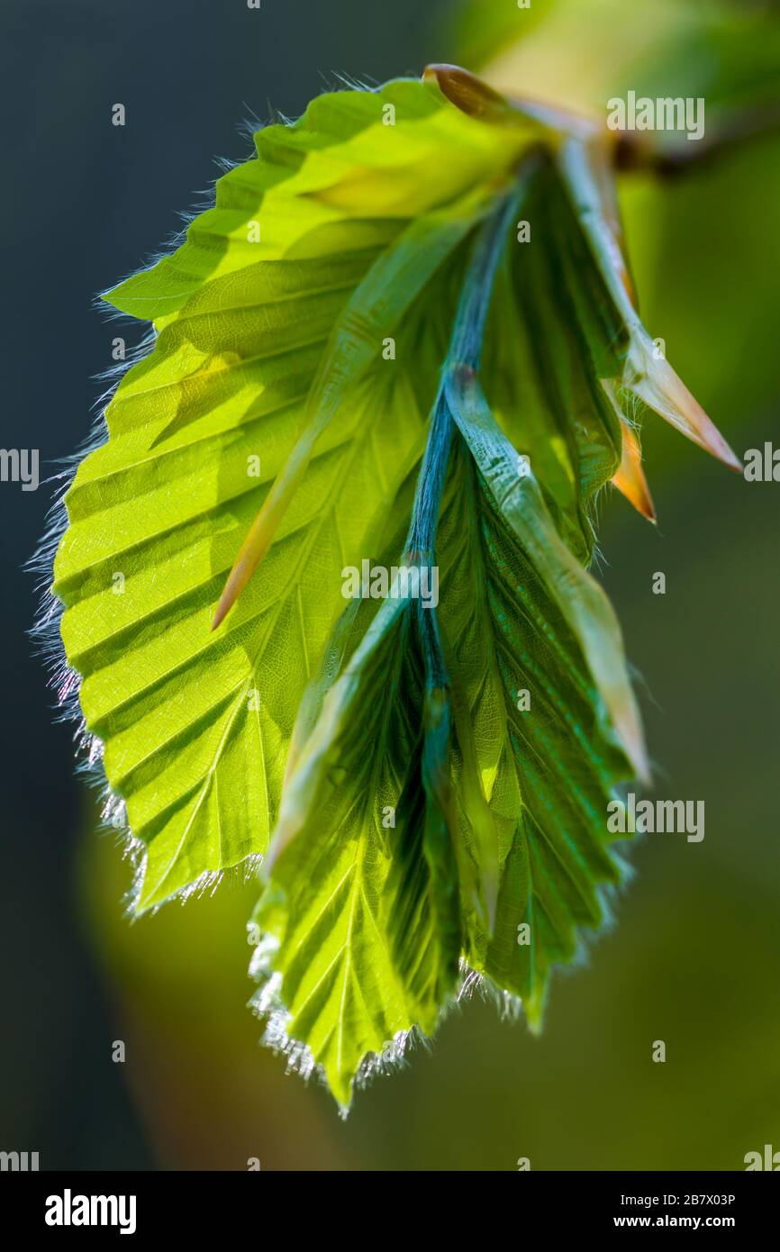 New Beech tree Fagus sylvatica leaves just starting to emerge at the ...