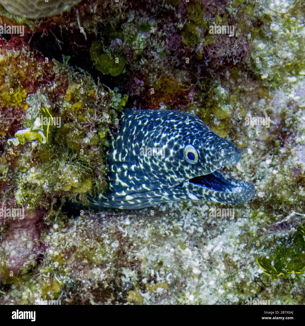 Close-up of spotted Moray Eel, Blue Channel Dive Site, Roatan, Honduras ...