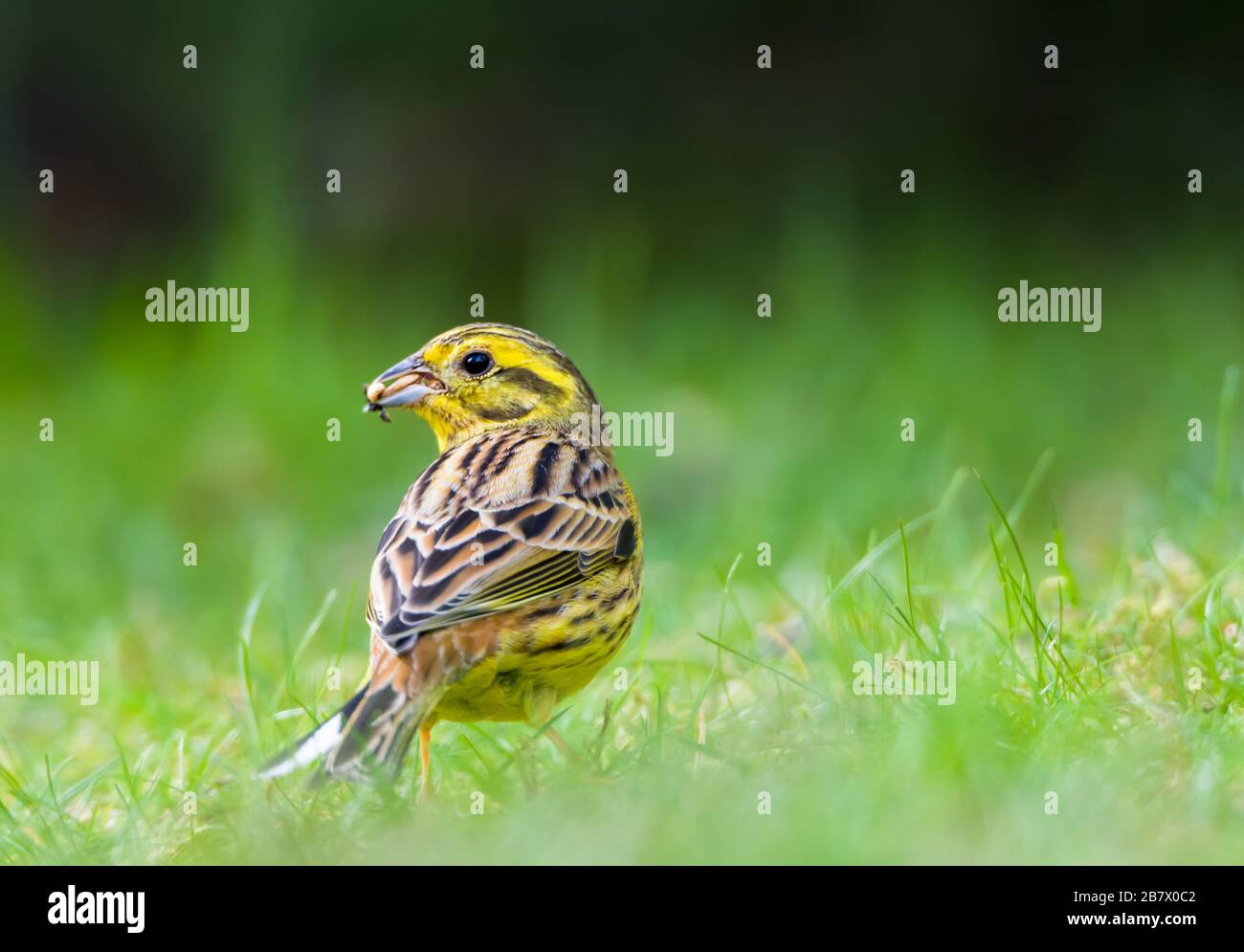 Adult female Yellowhammer Emberiza citrinella on the ground in the ...