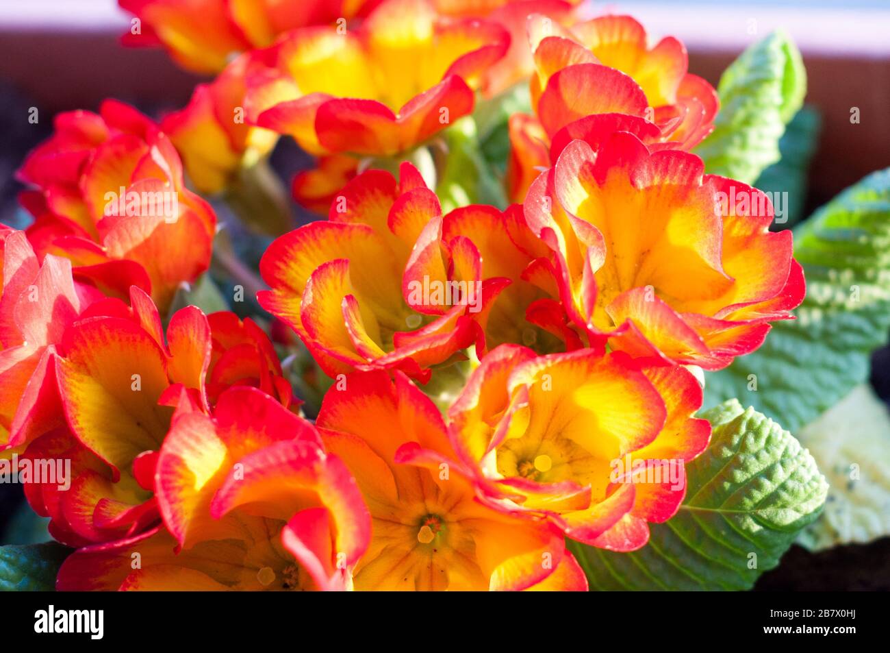 Red cowslip hi-res stock photography and images - Alamy