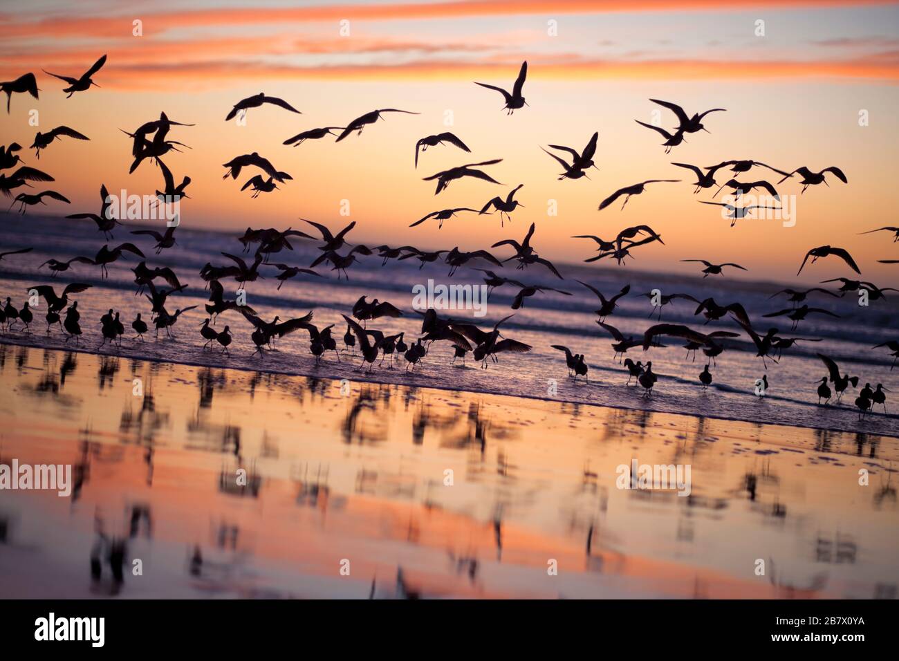Bird Flying In The Sunset