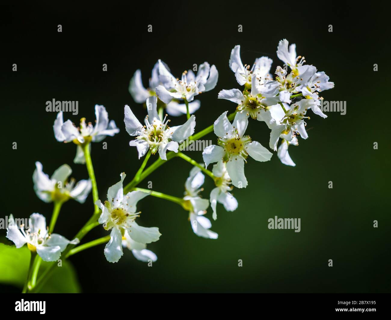 Common Whitebeam Sorbus aria white flowers Stock Photo - Alamy