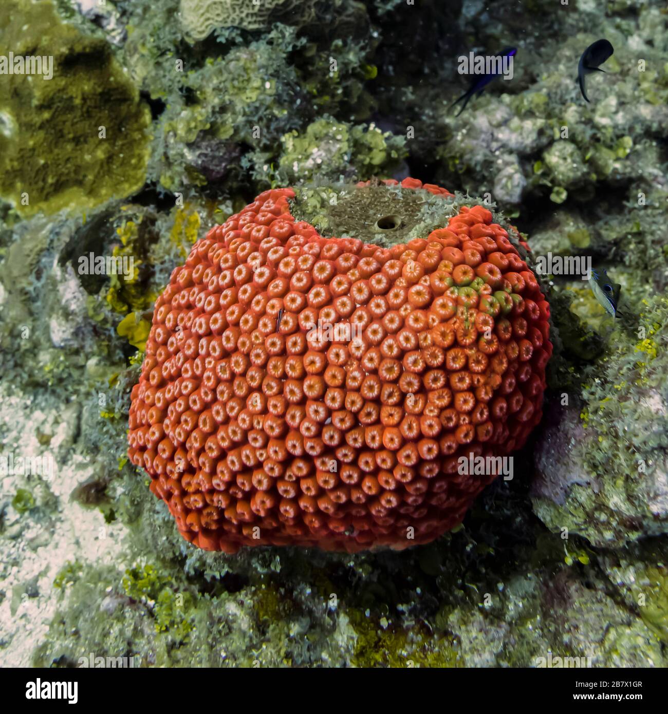 Roatan marine park hi-res stock photography and images - Alamy