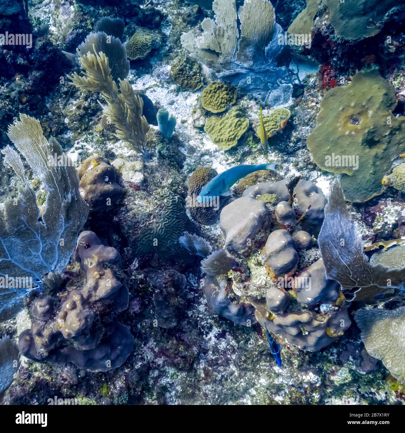Underwater Cemetery High Resolution Stock Photography and Images - Alamy