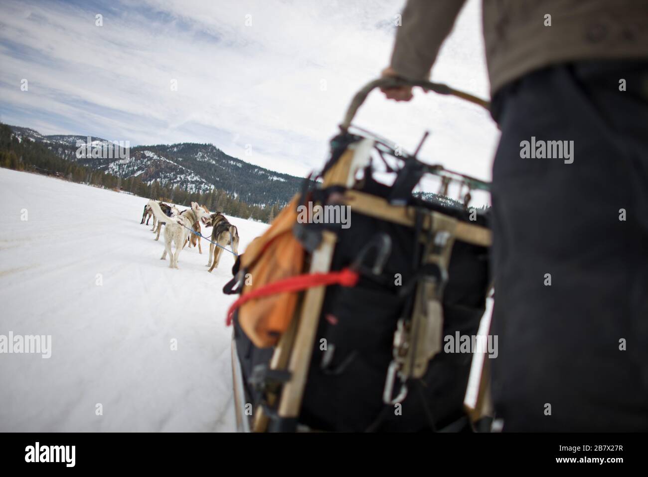 Pack of working dogs pulling a sled across a snowy landscape Stock ...