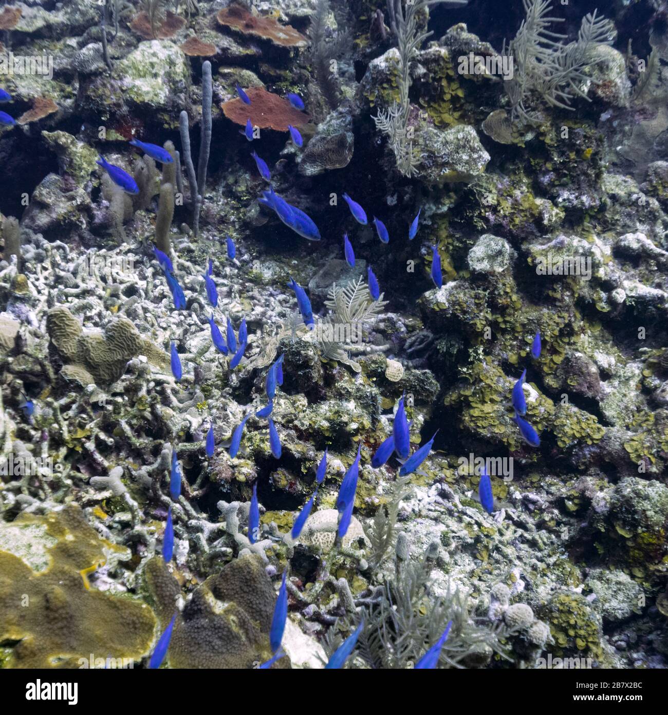 School of blue fish among corals, Aquario Dive Site, Roatan, Honduras ...